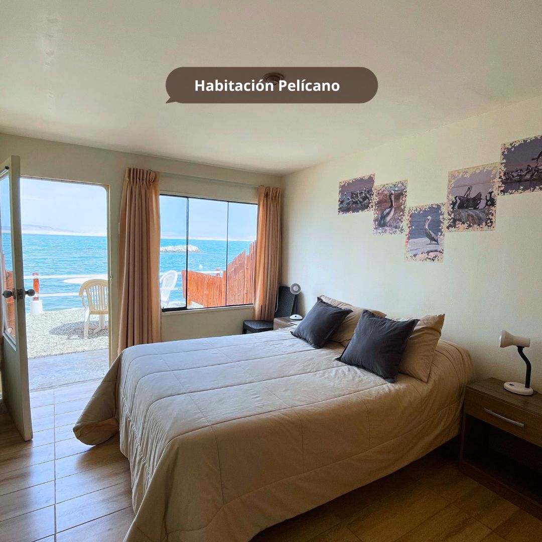 Pelícano - Inti-Mar Paracas